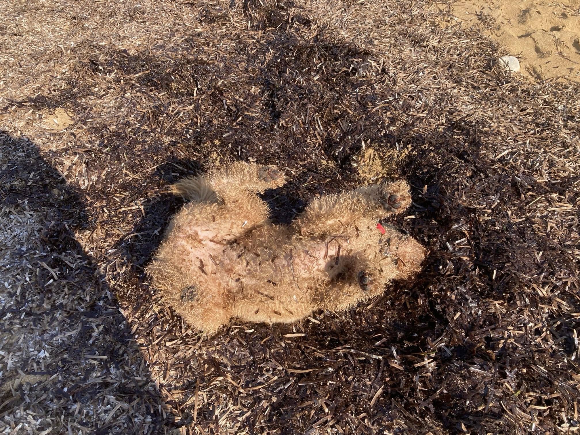 Seaweed 3 – revPACman